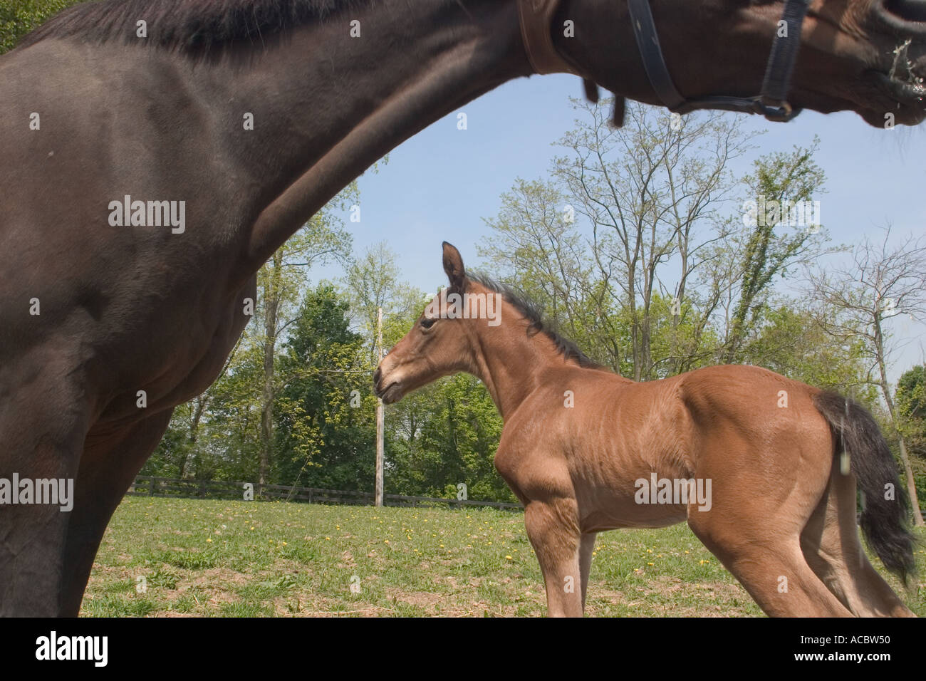Fole hi-res stock photography and images - Alamy