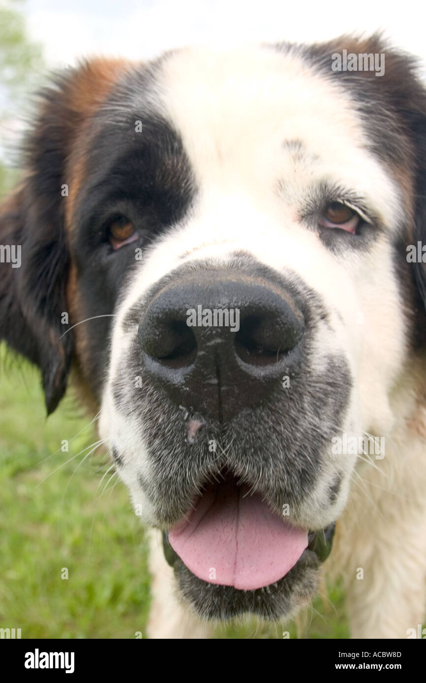 Funny st bernards hi-res stock photography and images - Alamy