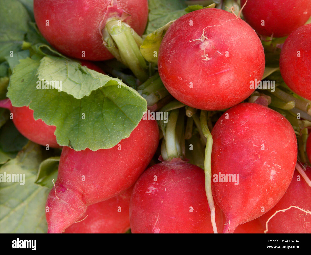 Radieschen hi-res stock photography and images - Alamy