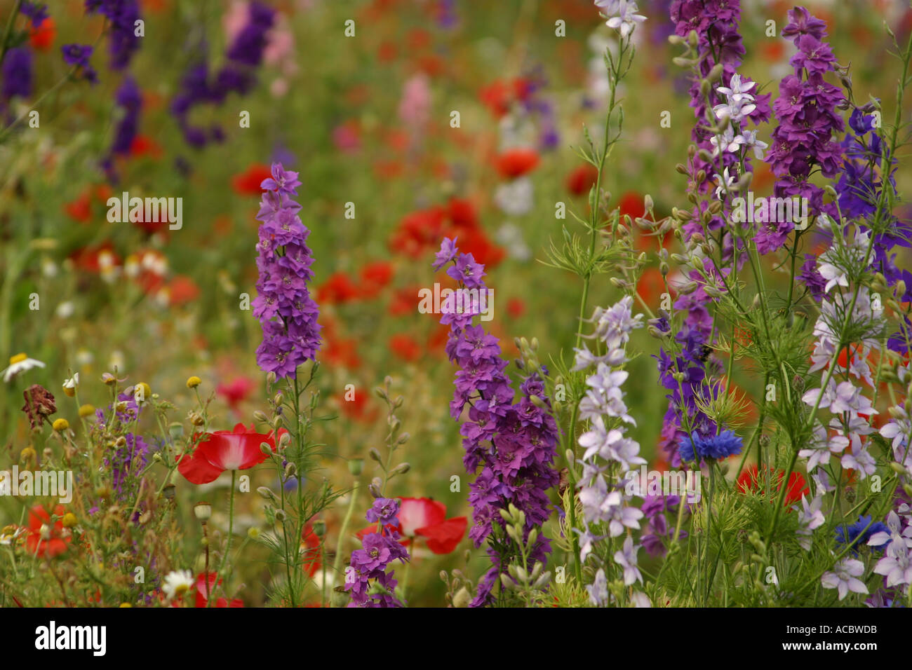Wild flowers on sloping hillside, Seatle Wa Stock Photo - Alamy