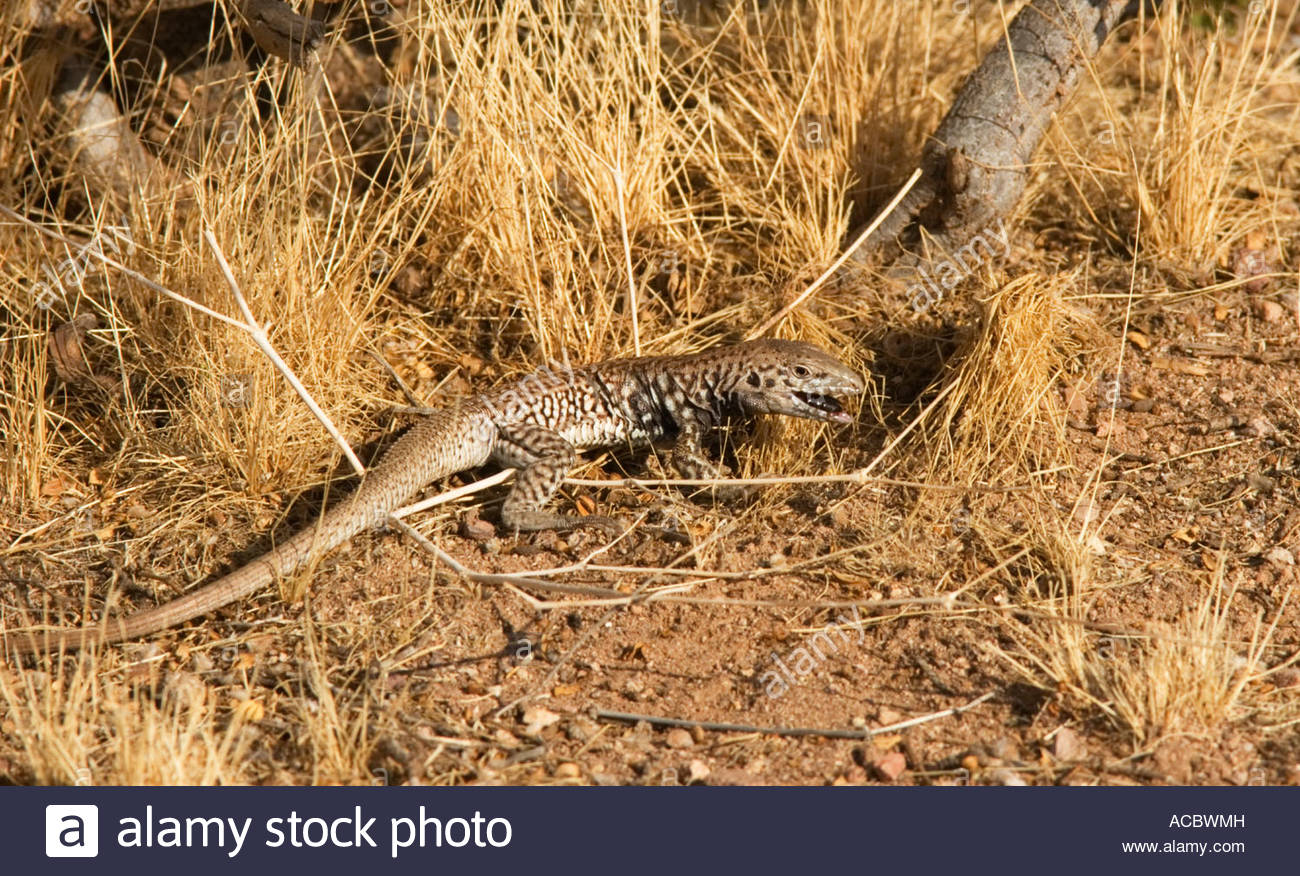 Western Whiptail Lizard High Resolution Stock Photography and Images ...