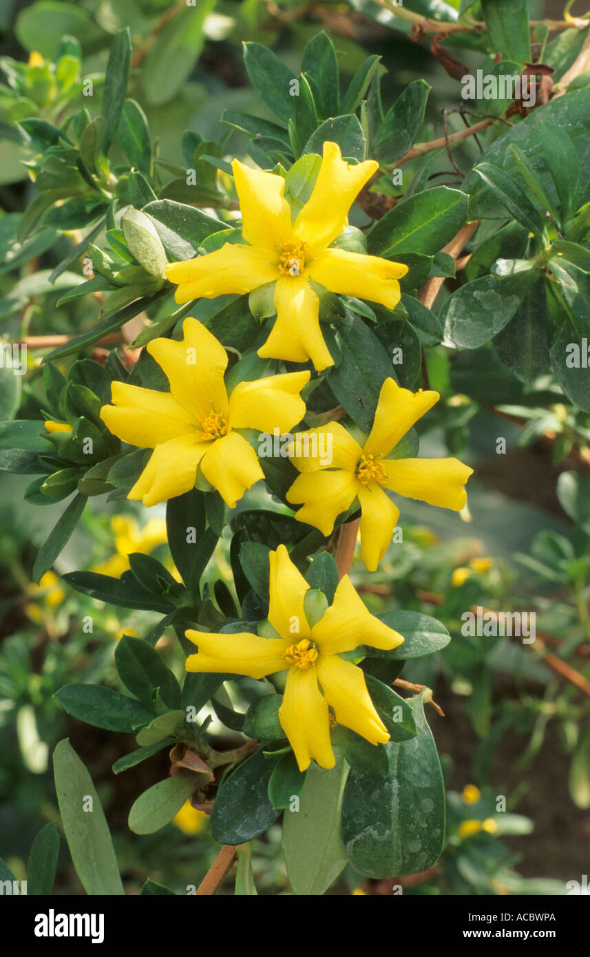 Hibbertia High Resolution Stock Photography and Images - Alamy