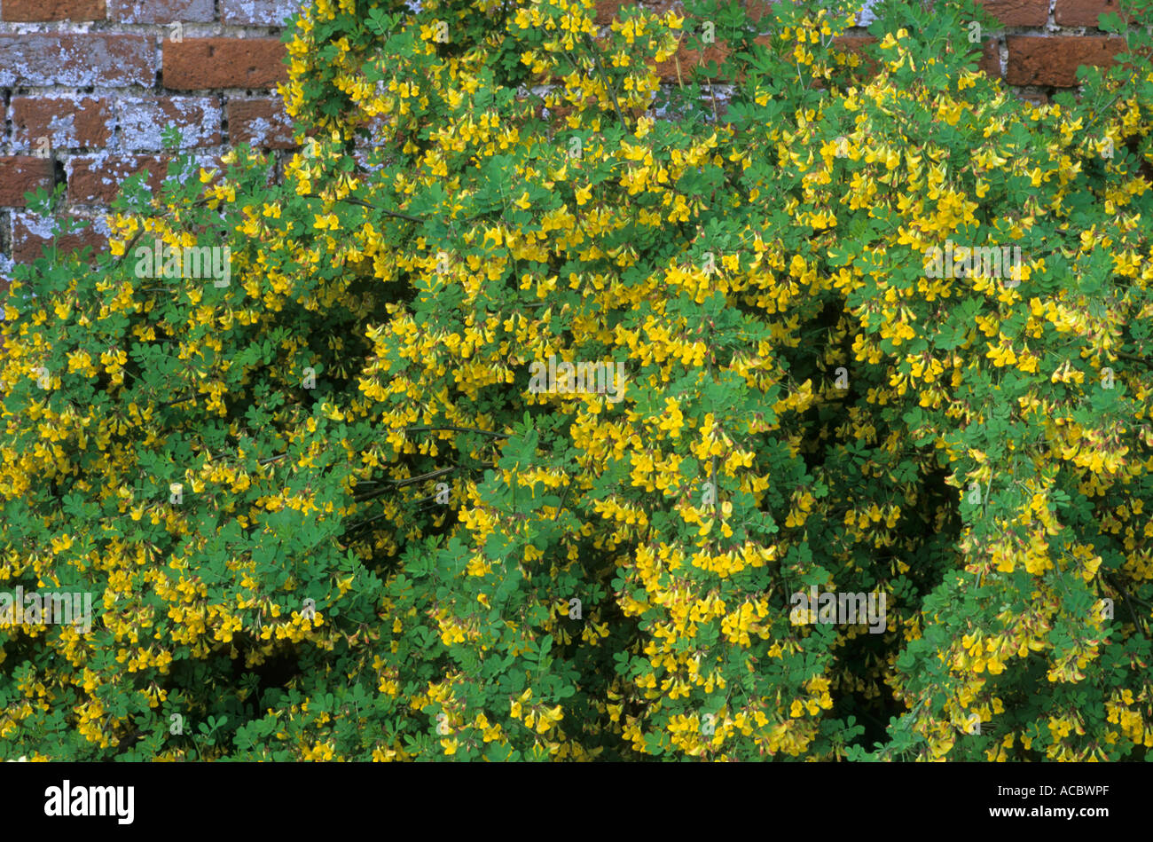 Emerus hi-res stock photography and images - Alamy