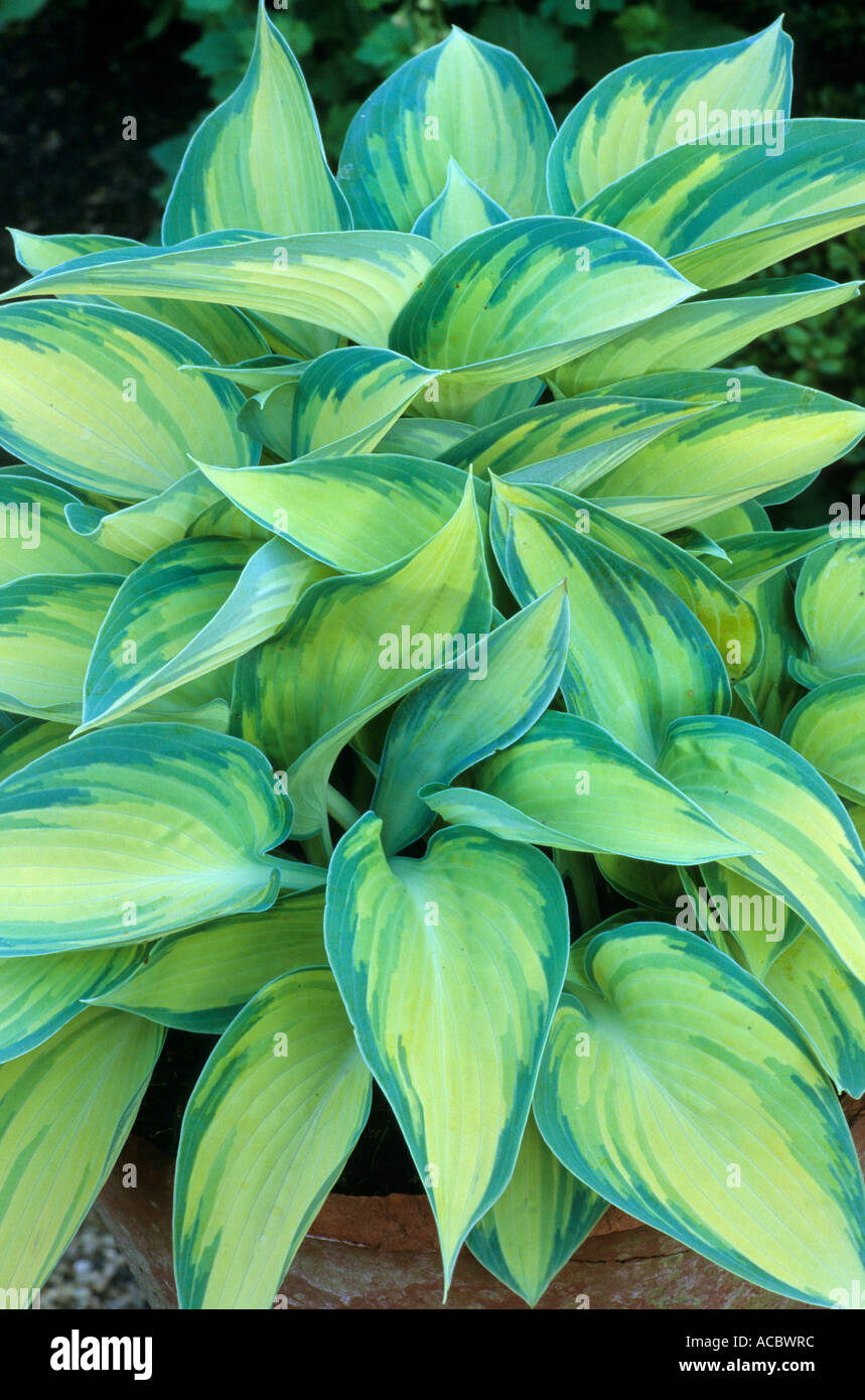 Hosta June in container Stock Photo - Alamy