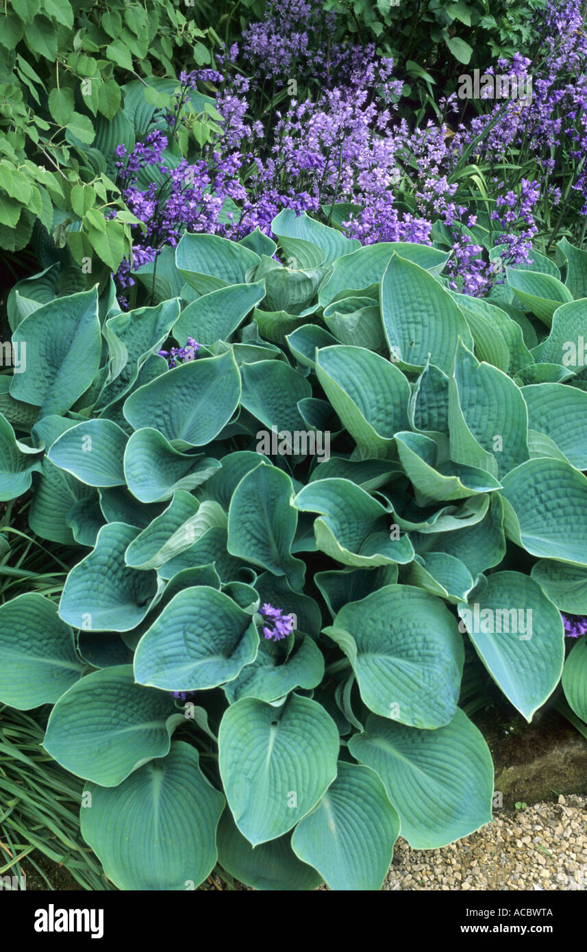 Hosta sieboldiana var, elegans and bluebells Stock Photo - Alamy