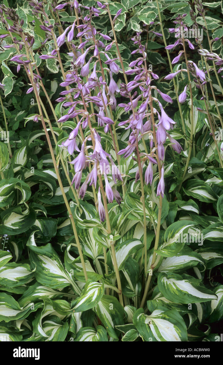 Cryptocoryne Undulata Flower