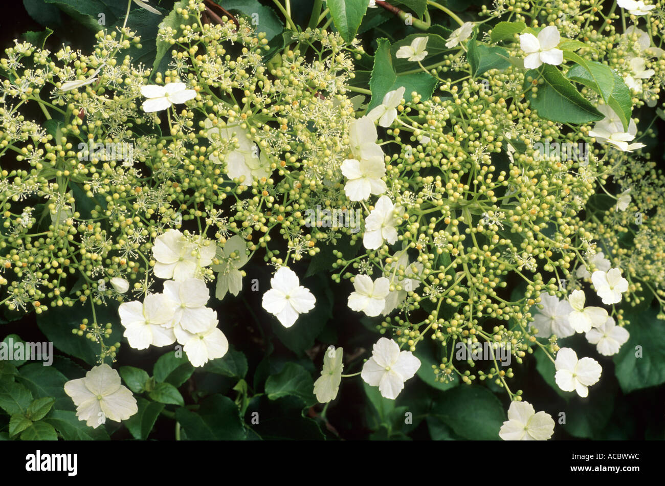 Hydrangea anomala subsp. petiolaris, white flowers hydrangeas Stock ...