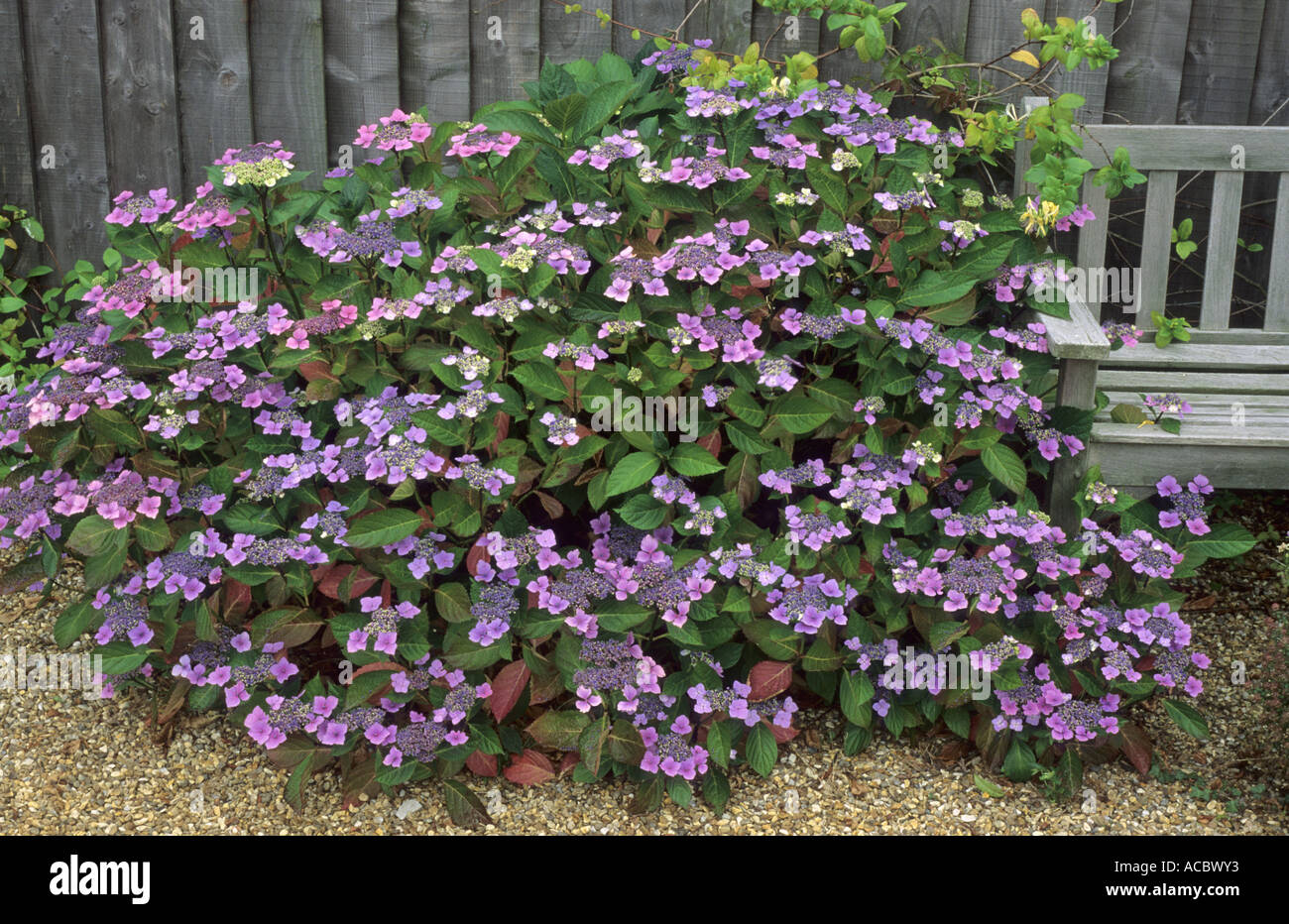 Hydrangea macrophylla Blue Wave and bench Stock Photo - Alamy