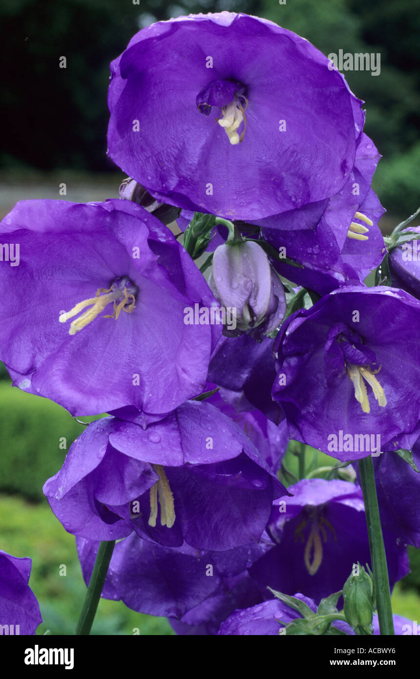 Blue bloomers hi-res stock photography and images - Alamy