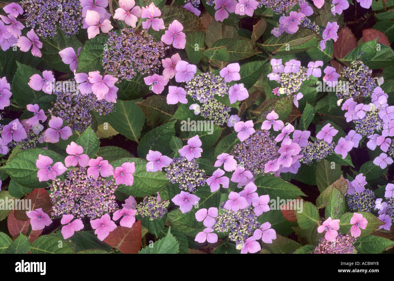 Hydrangea macrophylla 'Blue Wave' Stock Photo - Alamy