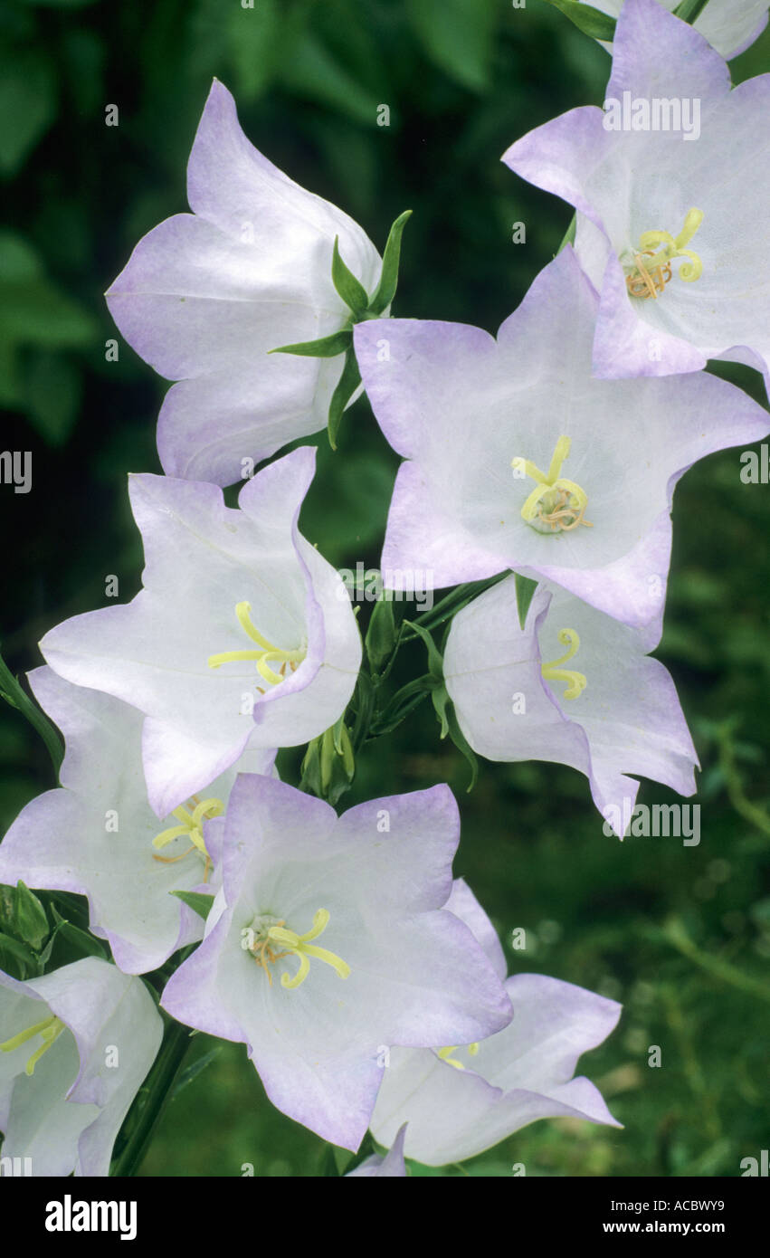 Campanulas hi-res stock photography and images - Alamy