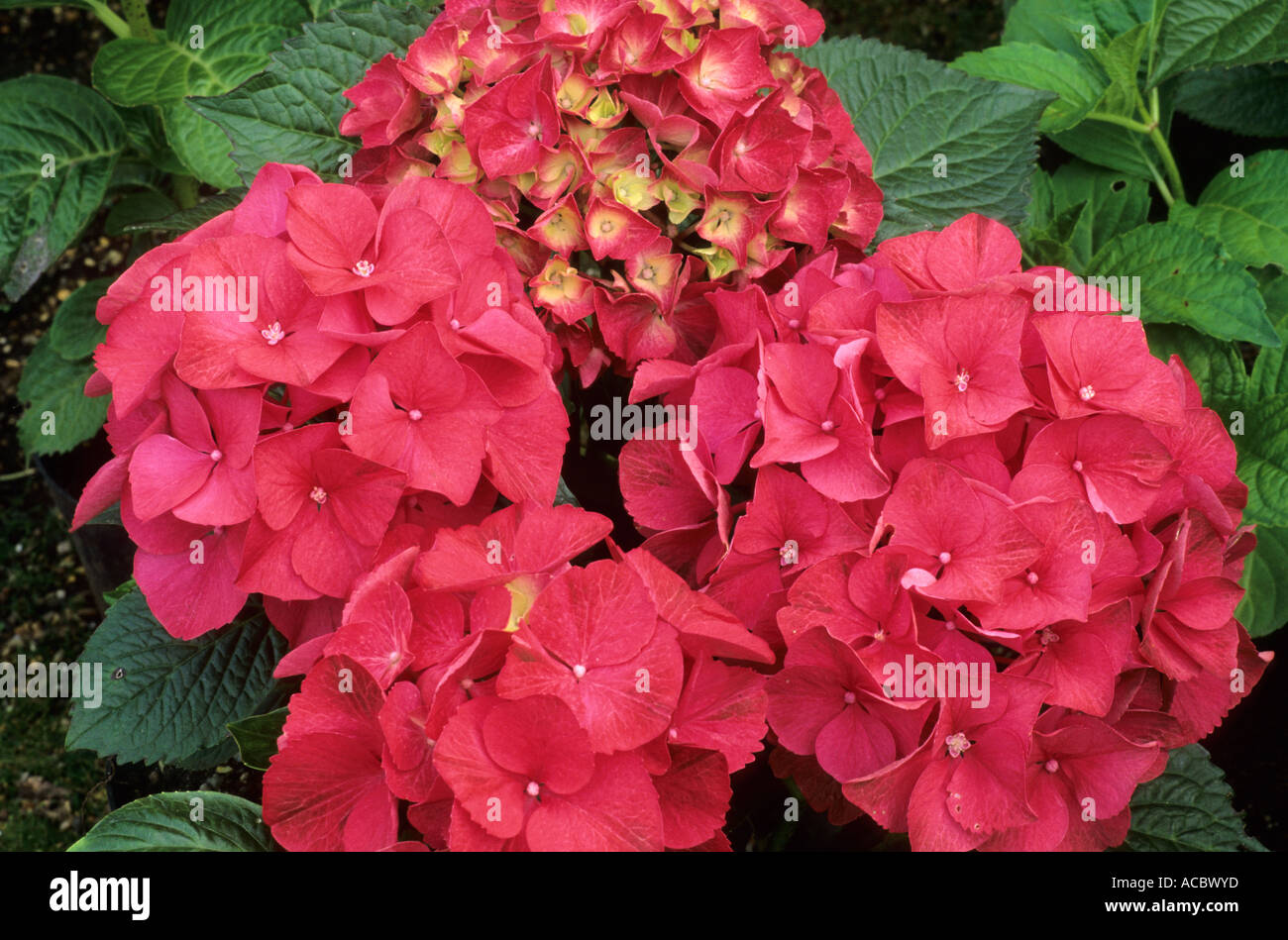 Hydrangea macrophylla eldorado hi-res stock photography and images - Alamy