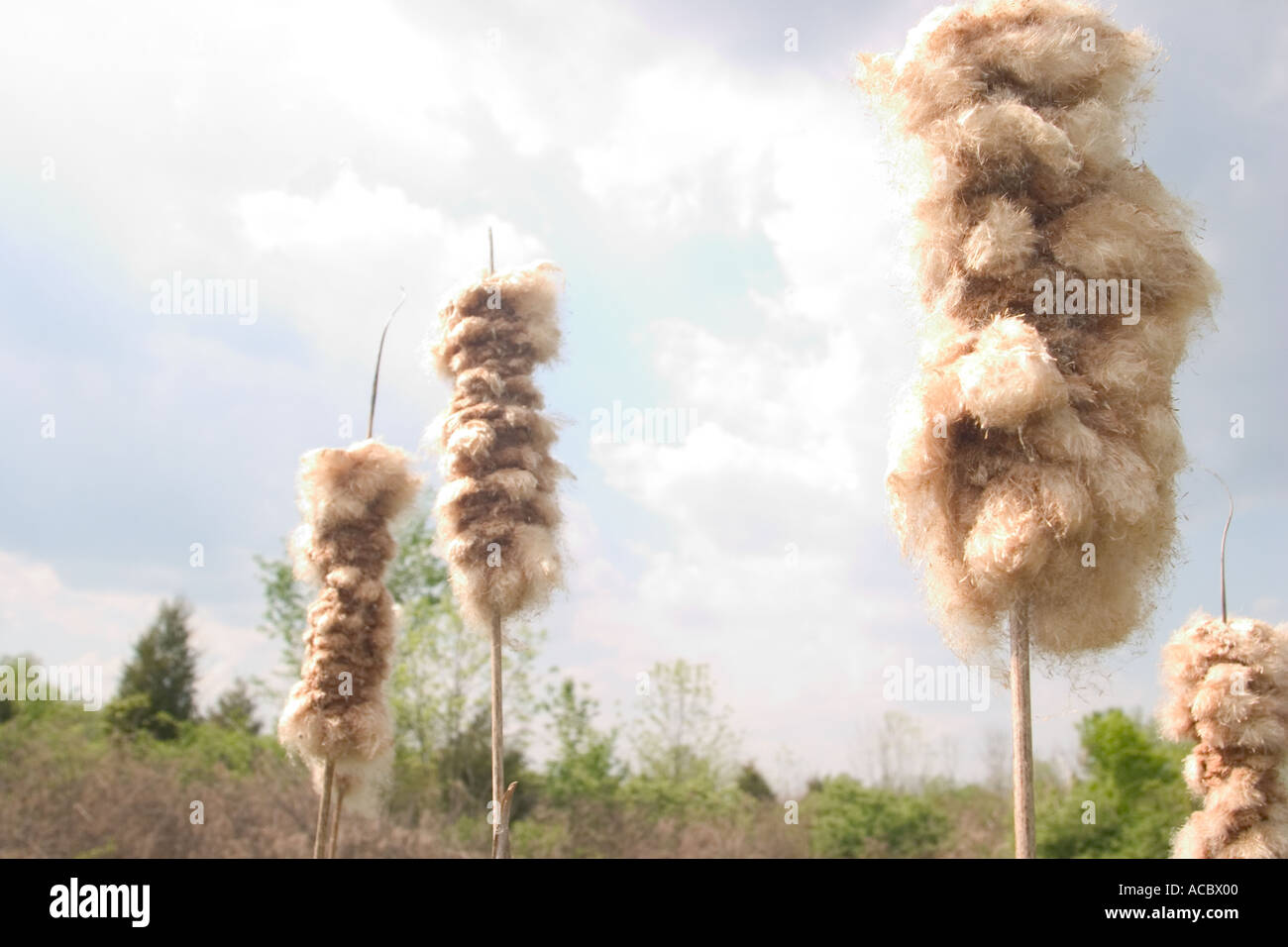 Cactails hi-res stock photography and images - Alamy