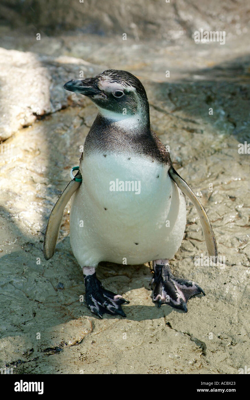 Potter park zoo lansing hi-res stock photography and images - Alamy