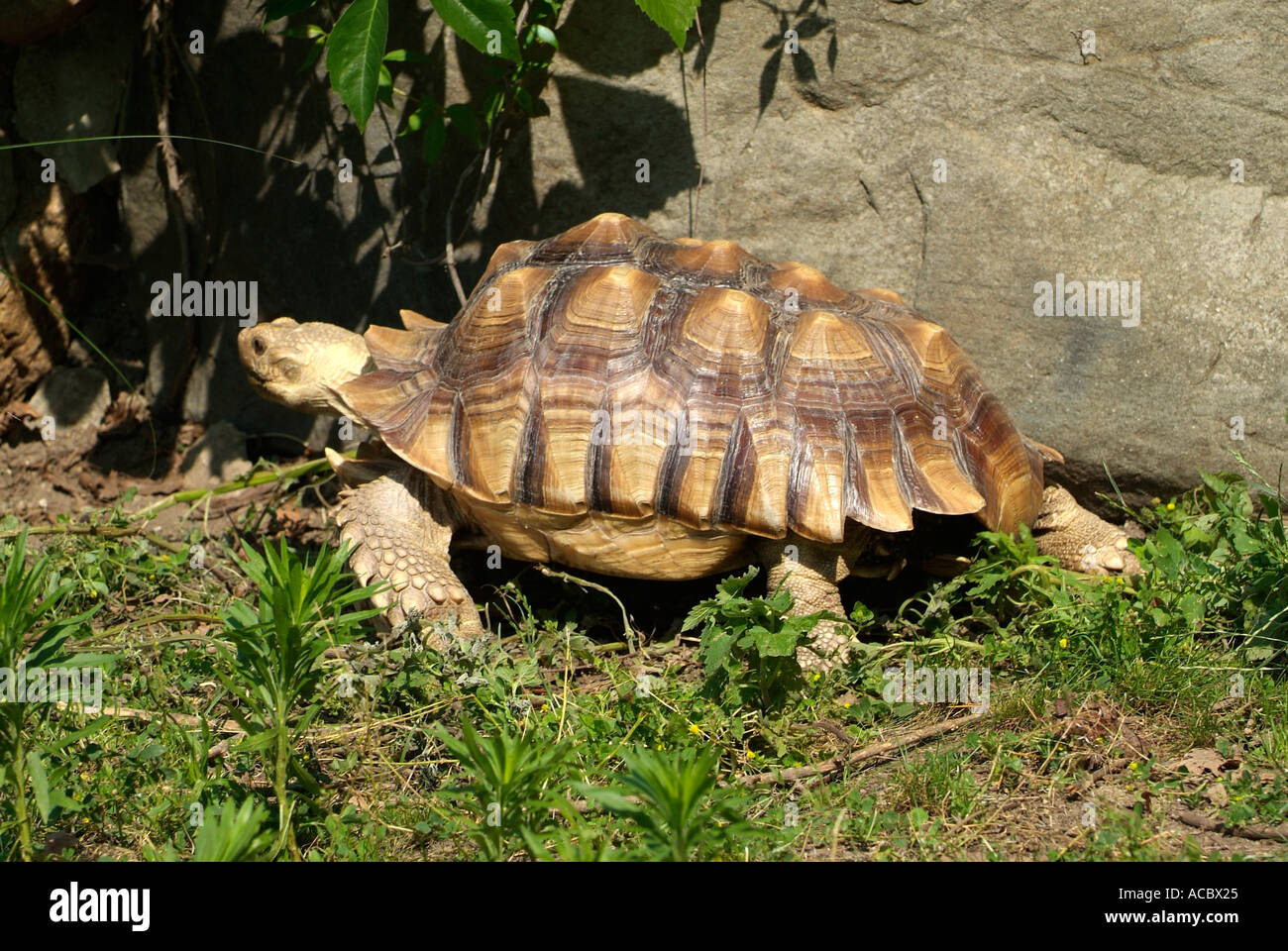 Zoo animals turtle tortoise wildlife captured display reptile hi-res ...