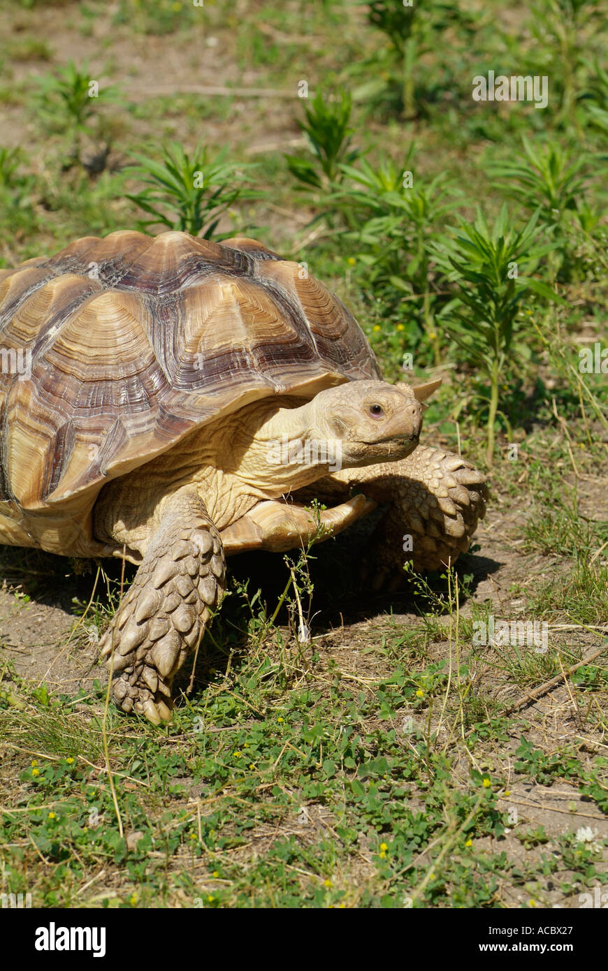Zoo animals turtle tortoise wildlife captured display reptile hi-res ...