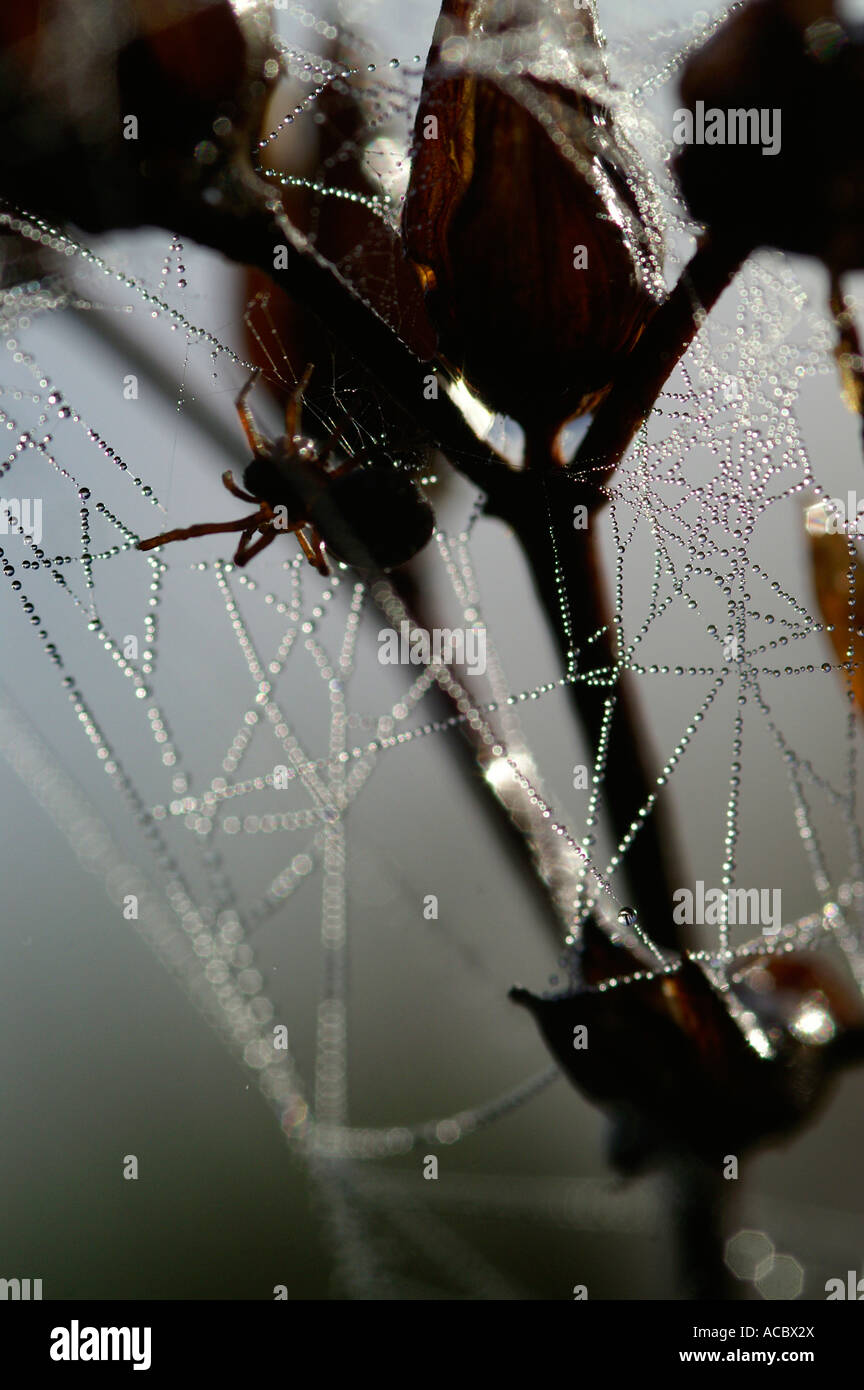 Cob web with water droplets of morning dew and dry plant stem Stock ...