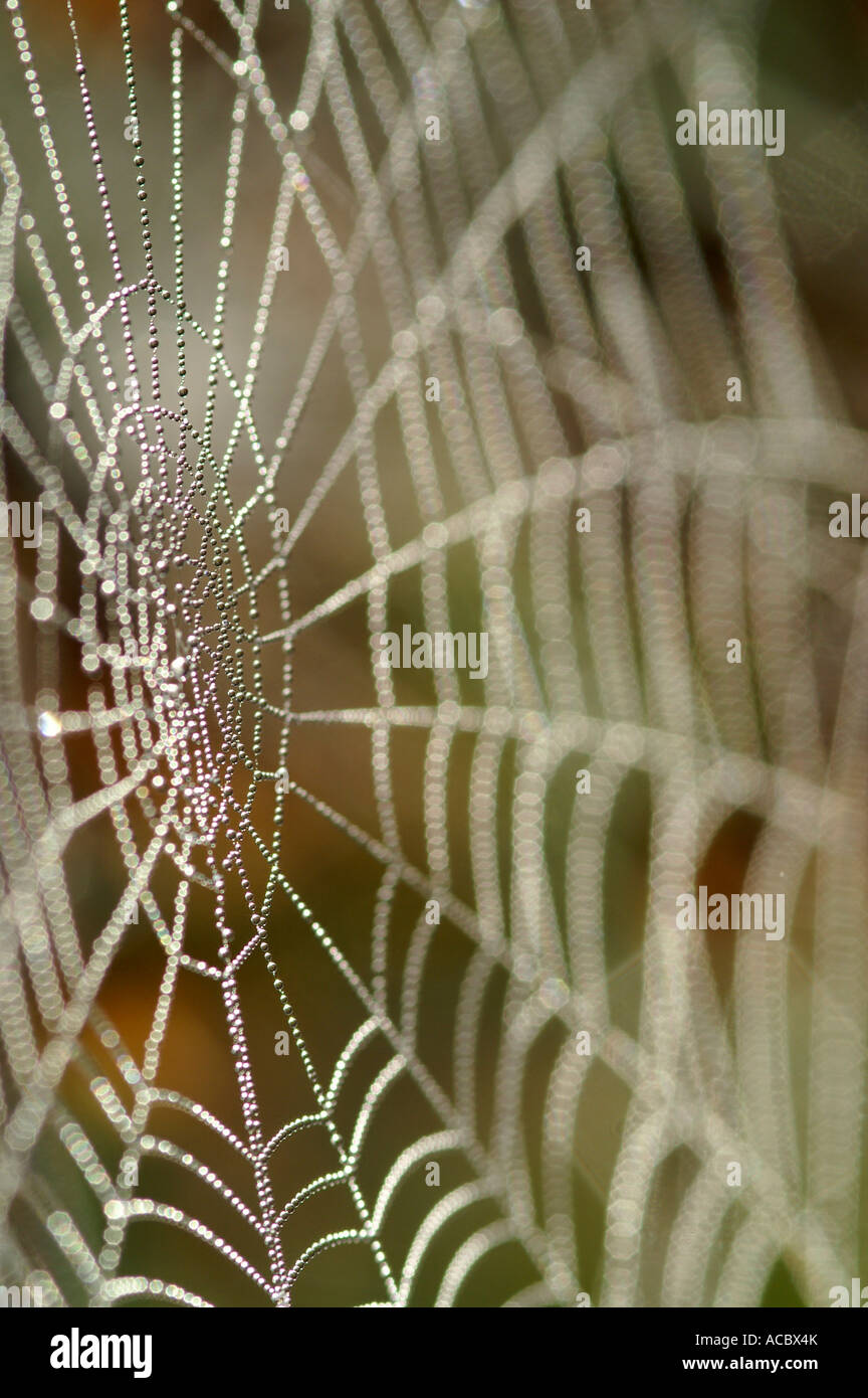 Cob web with water droplets of morning dew Stock Photo - Alamy