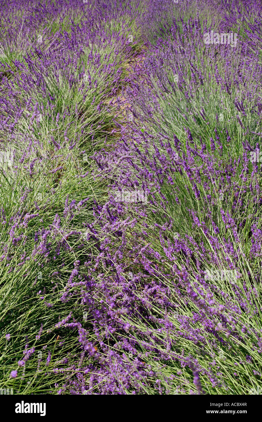 Avignon - Provencal lavender growing near Pont D'Avignon Stock Photo ...