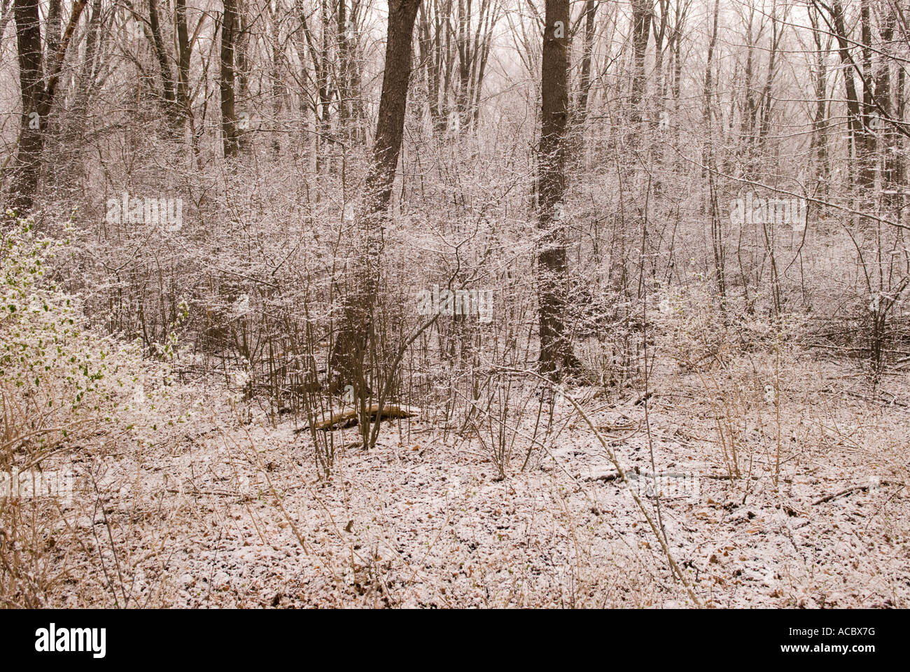 Winter scene, rural Michigan, USA Stock Photo - Alamy