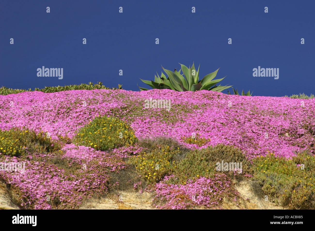 Flower covered cliff side with agave plant Stock Photo - Alamy