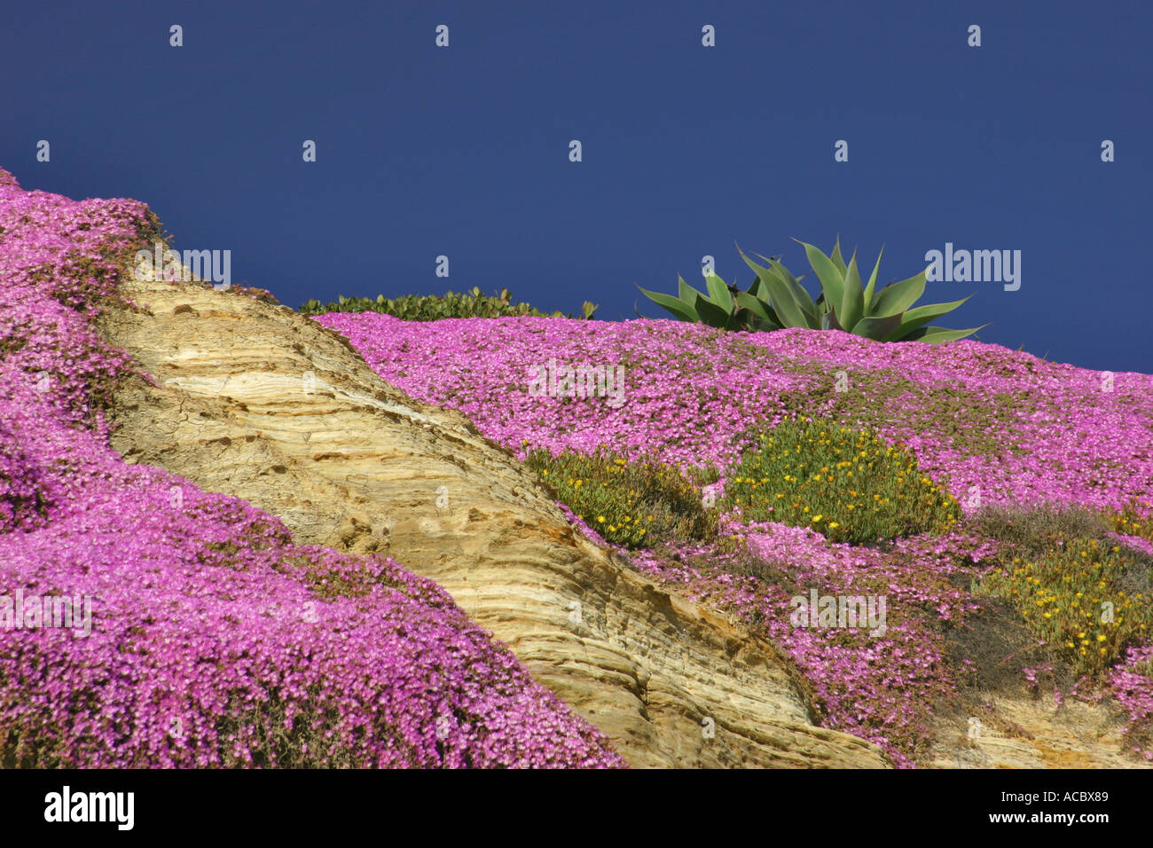 Flower covered cliff side with agave plant Stock Photo - Alamy