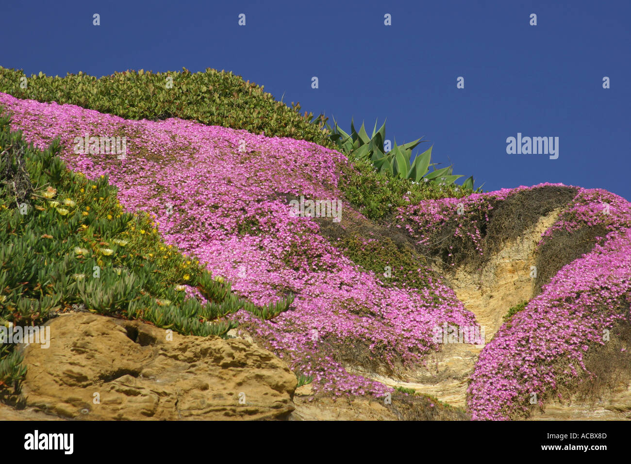 Flower covered cliff side with agave plant Stock Photo - Alamy