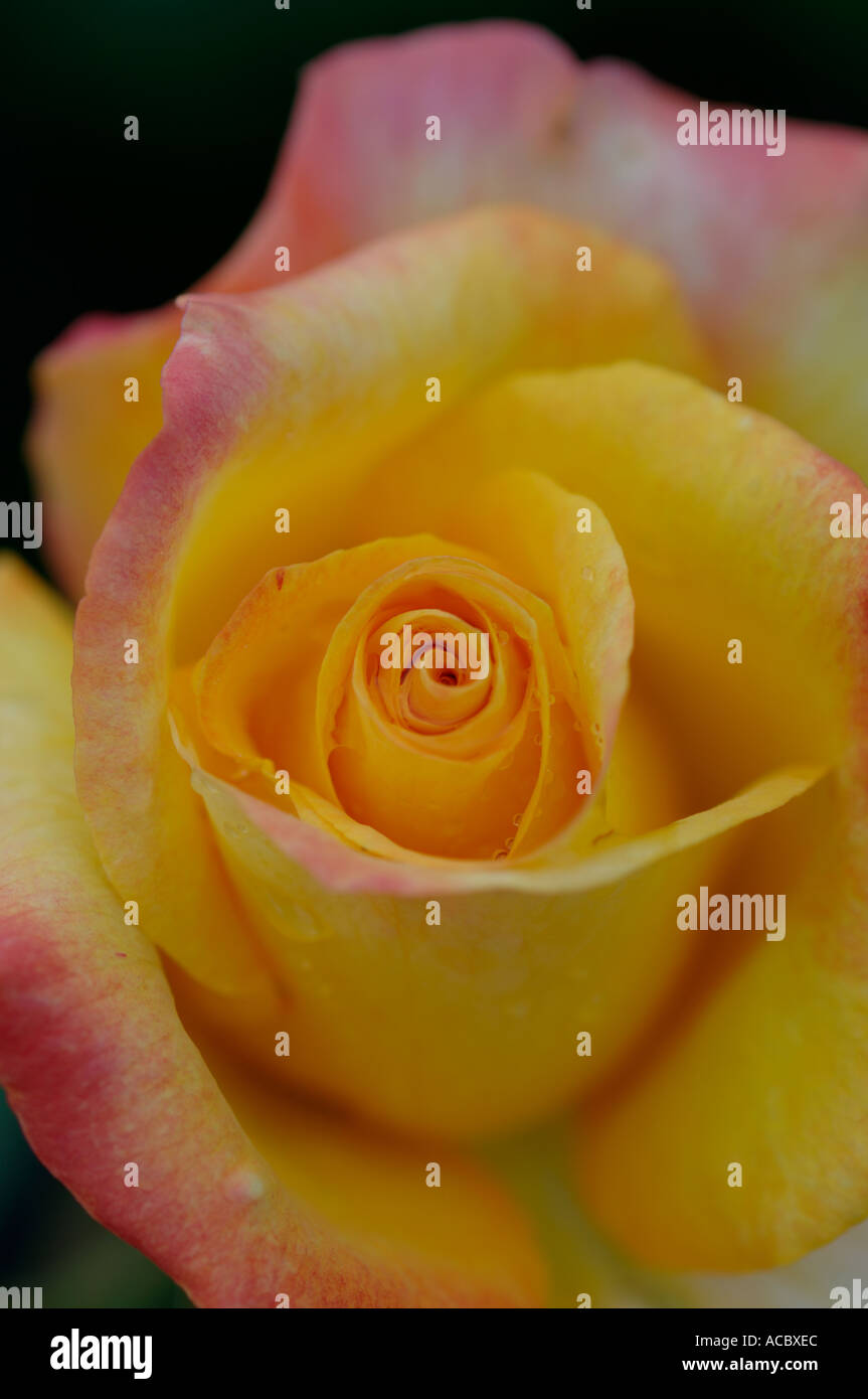 Everblooming Grandiflora Rose Rosa Gold Medal petal count 38 to 40 ...