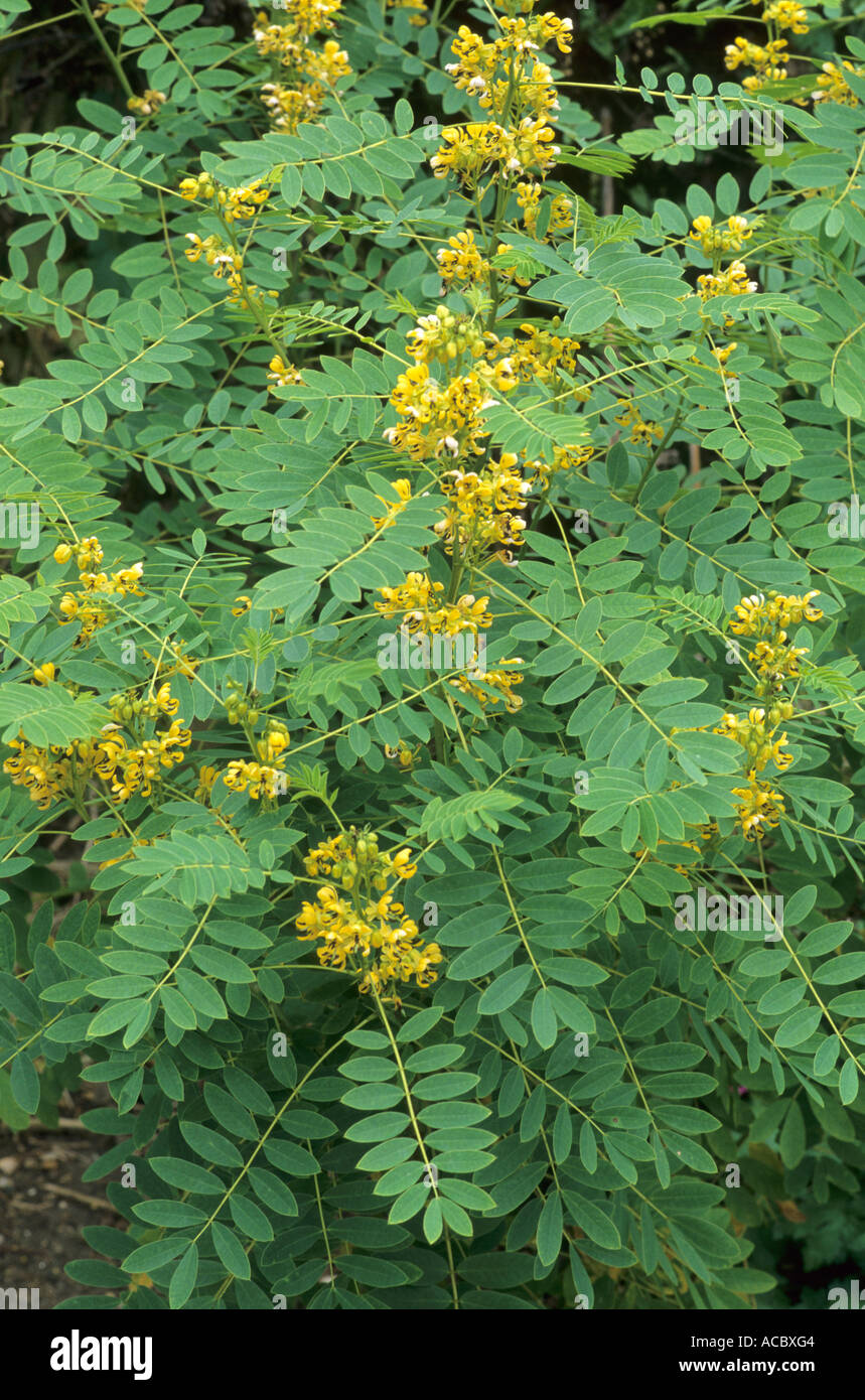 Golden wonder cassia hi-res stock photography and images - Alamy