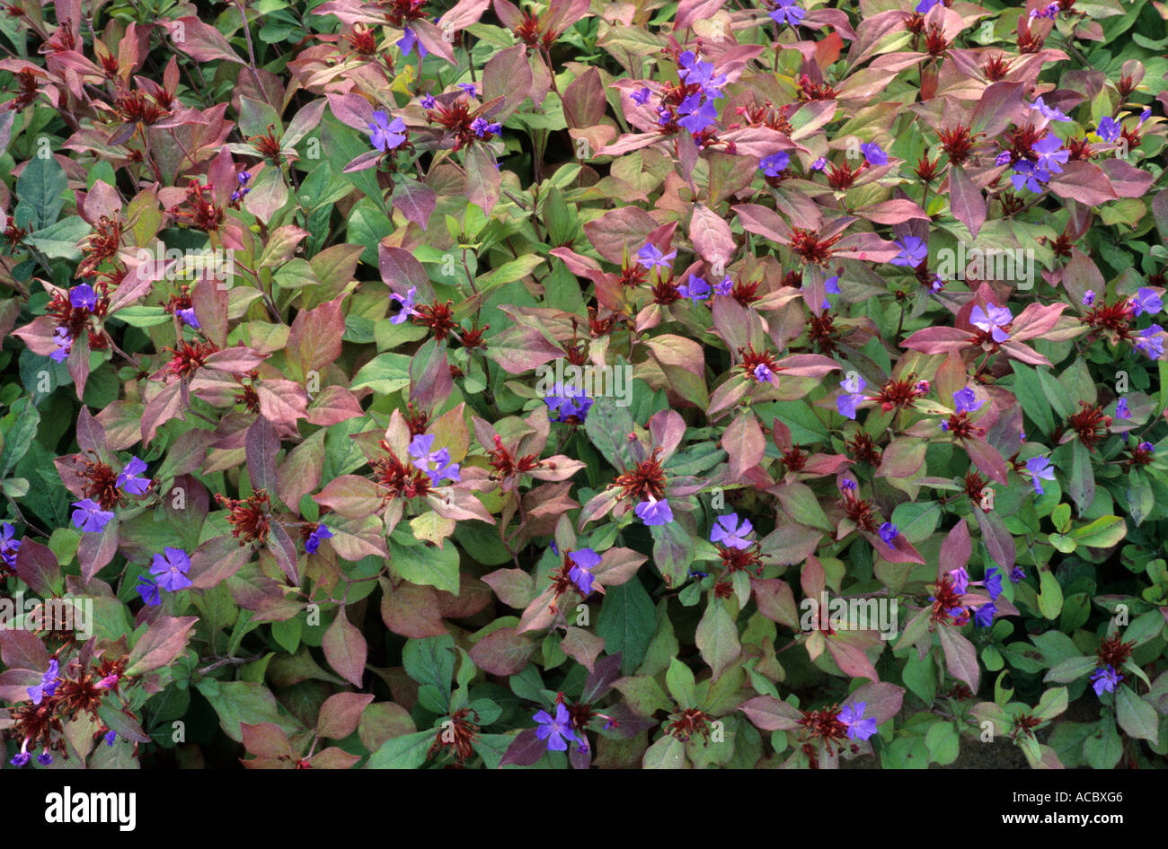 Ceratostigma plumbaginoides, Autumn foliage, blue flowers Stock Photo ...