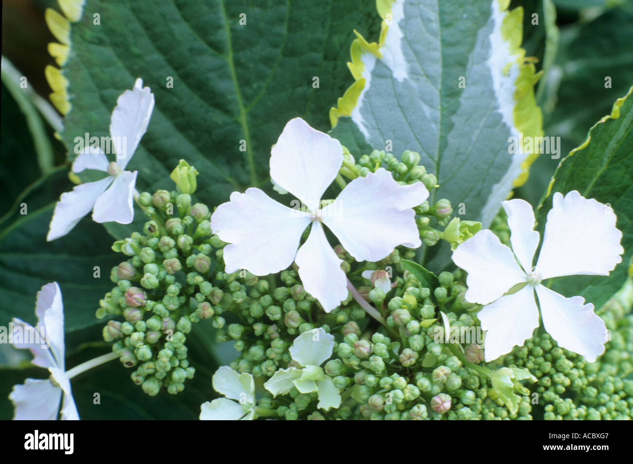 Tricolor cap hi-res stock photography and images - Alamy