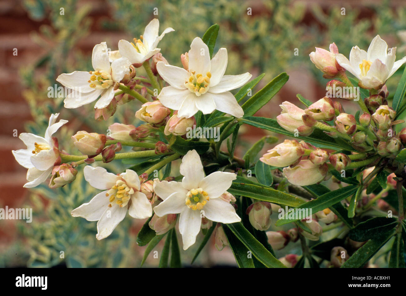 Choisya Aztec Pearl Stock Photo - Alamy