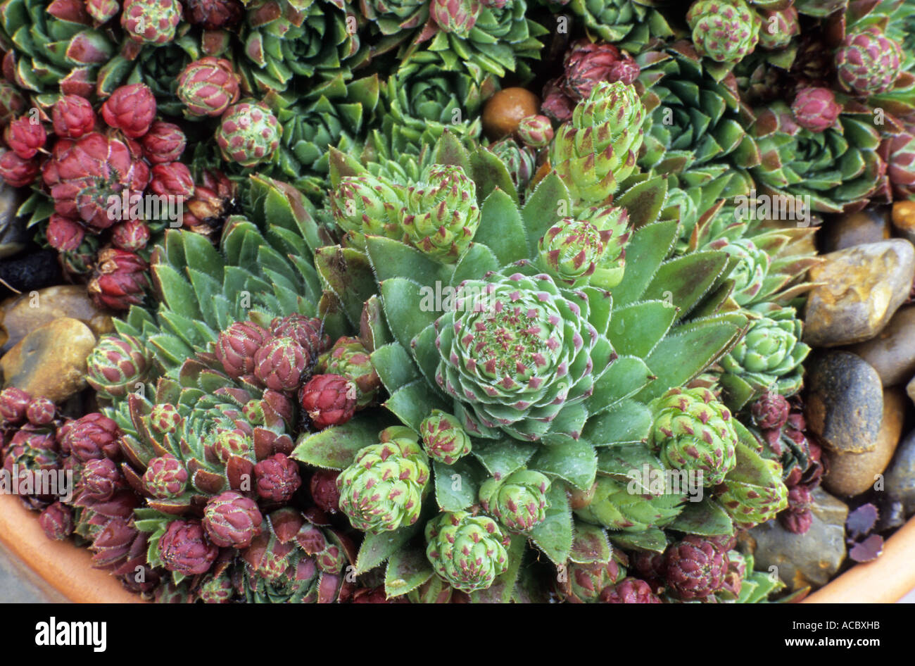 Jovibarba hi-res stock photography and images - Alamy