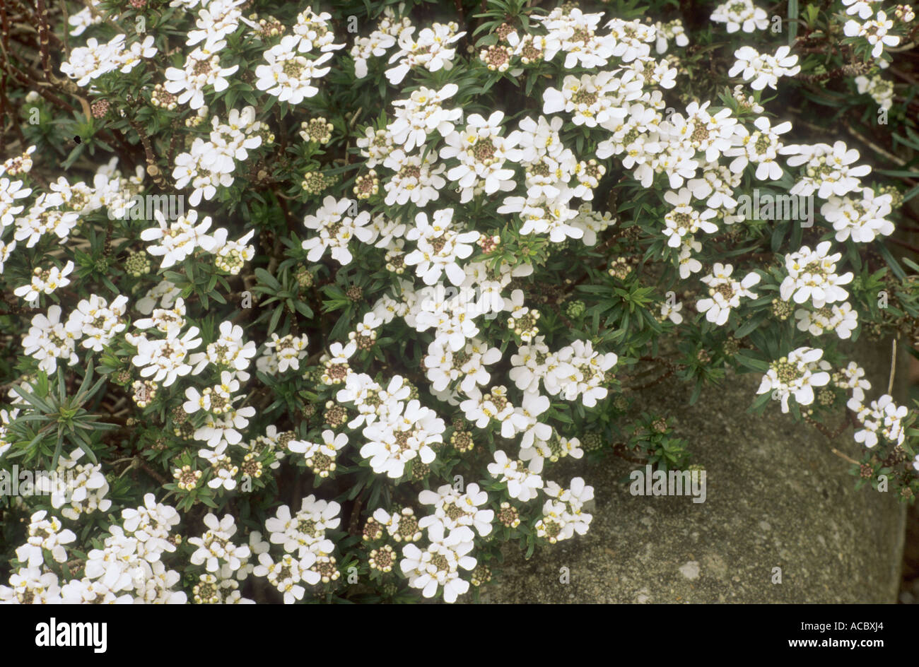 Iberis Sempervirens Little Gem