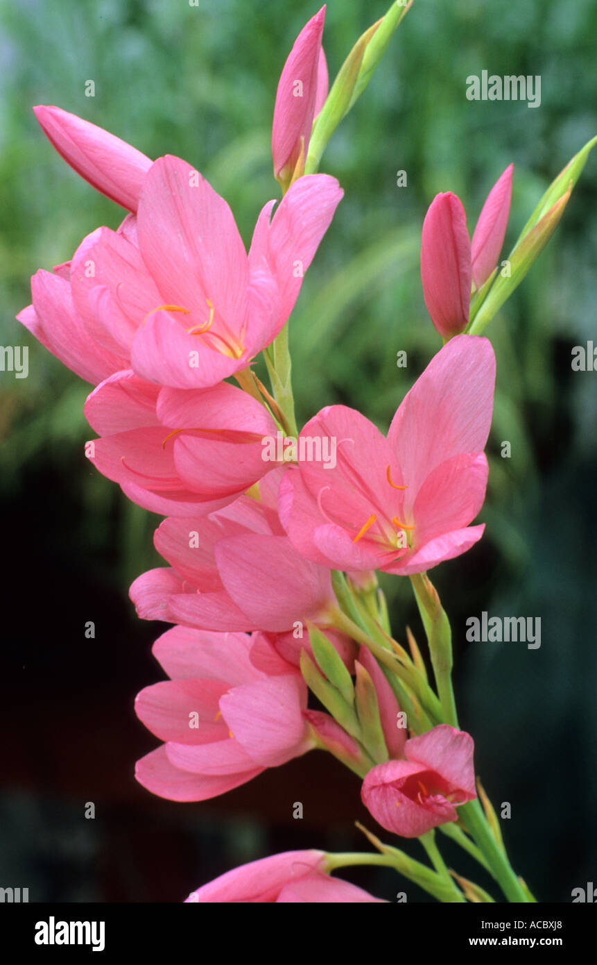 Schizostylis coccinea 'Salmon Charm' Stock Photo - Alamy