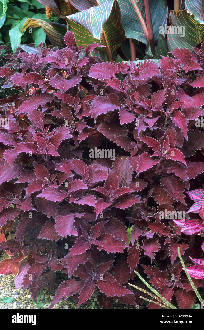 Solenostemon 'Percy Roots', coleus, colourful leaf foliage plant Stock ...