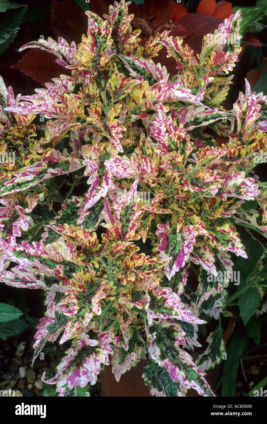 Solenostemon 'Raspberry Ripple', coleus, colourful leaf foliage plant ...