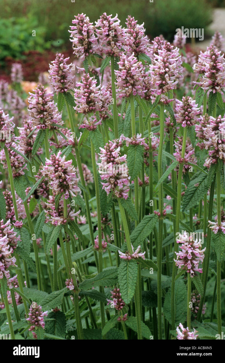 Stachys officinalis 'Rosea' Stock Photo - Alamy