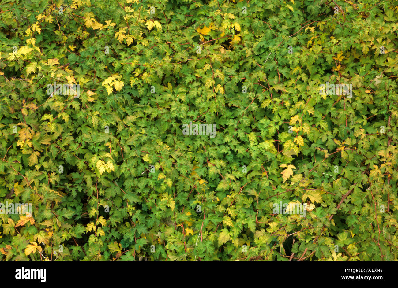 Stephanandra crispa hi-res stock photography and images - Alamy