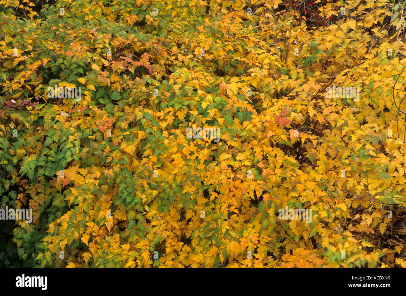 Stephanandra incisa hi-res stock photography and images - Alamy