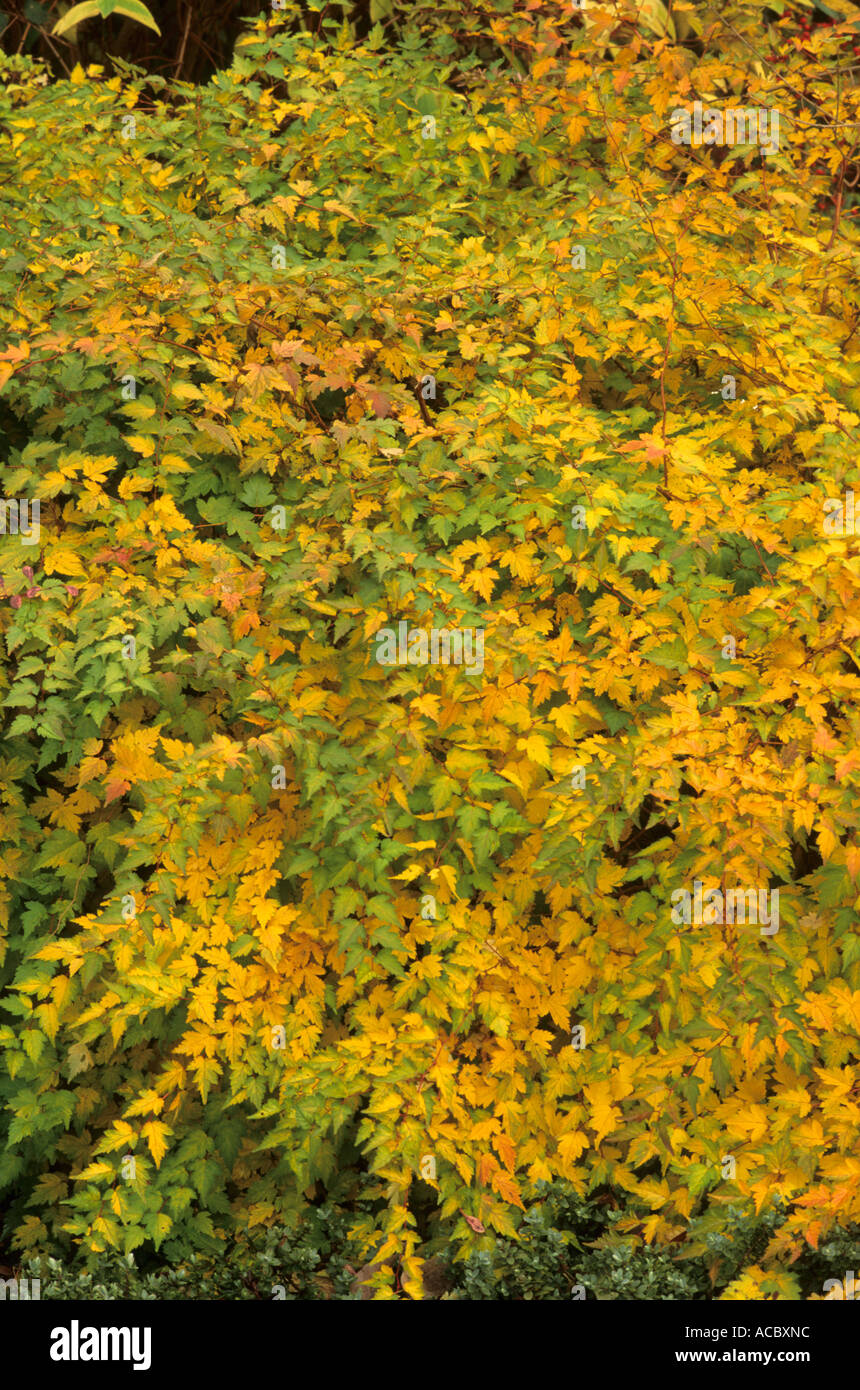 Stephanandra incisa, Autumn foliage Stock Photo - Alamy