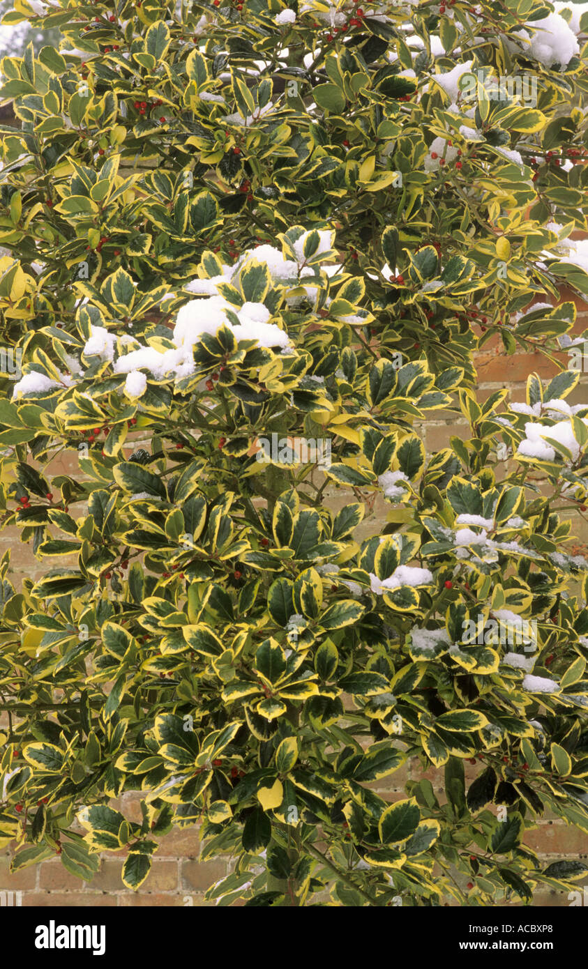 Ilex x altaclerensis 'Golden King', snow, holly, winter garden Stock ...