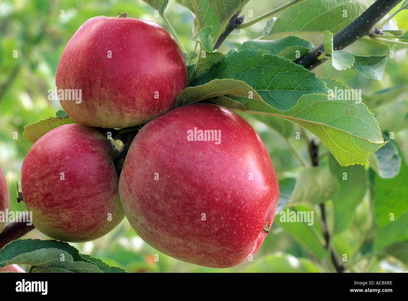 Apple 'Worcester Pearmain', red fruit, edible, healthy eating apples ...