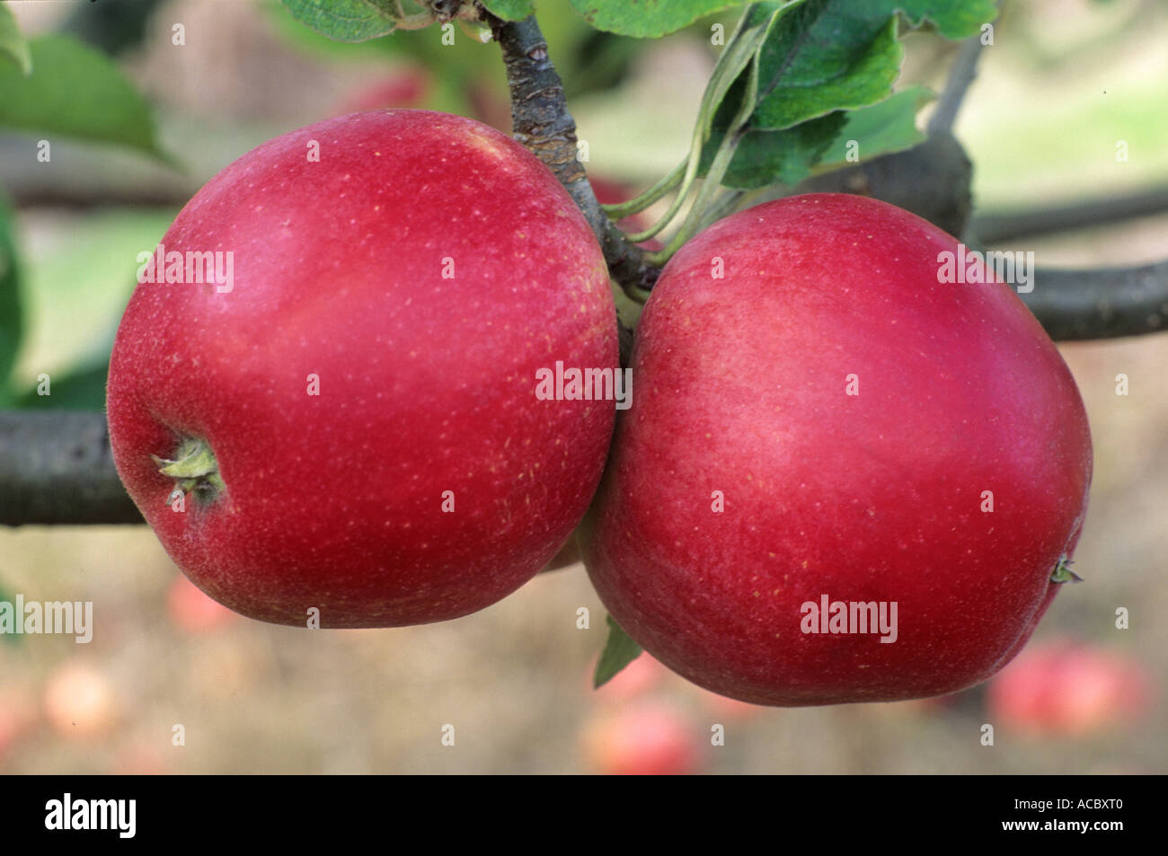 Pearmain hi-res stock photography and images - Alamy