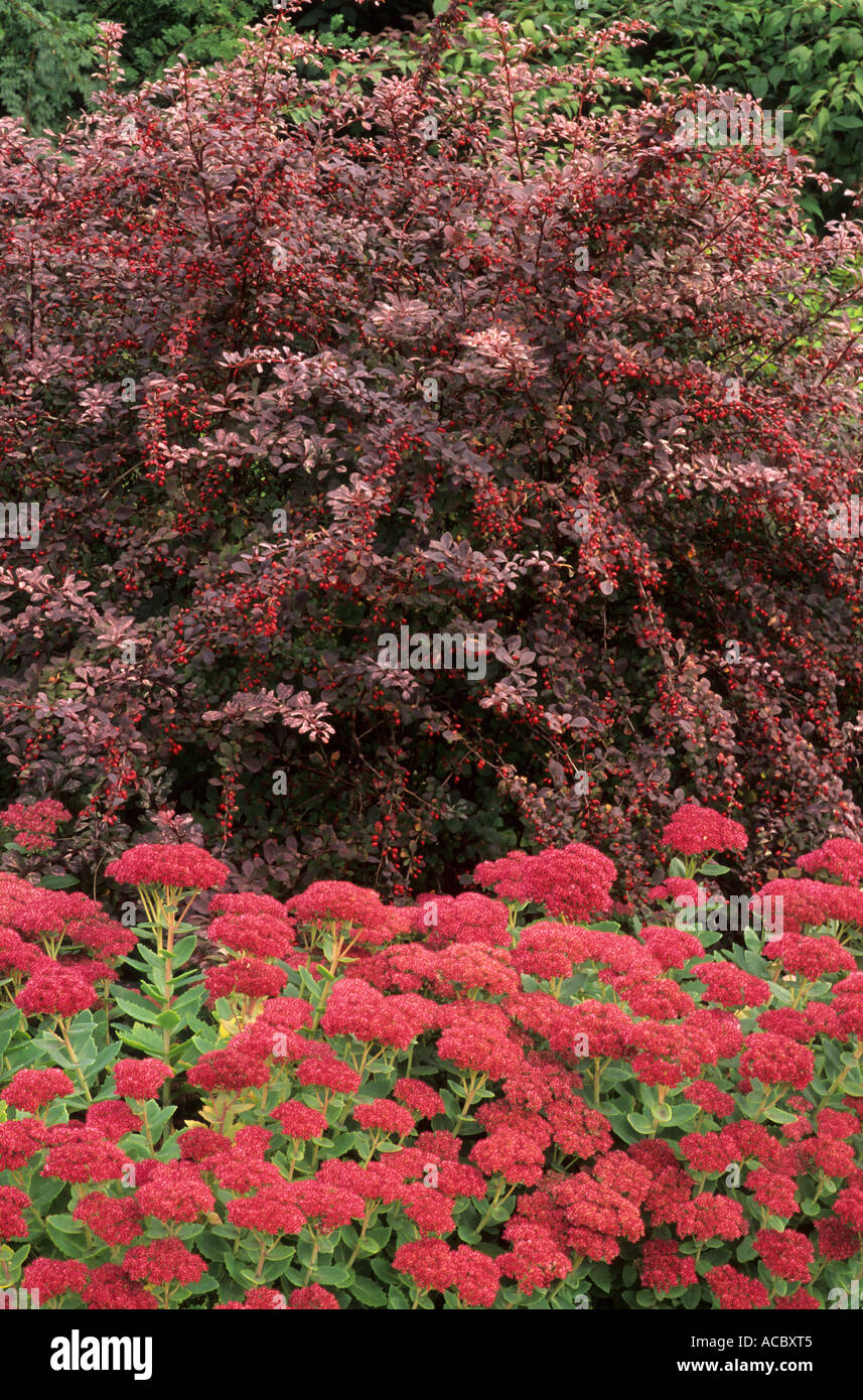 Autumn glow sedum hi-res stock photography and images - Alamy