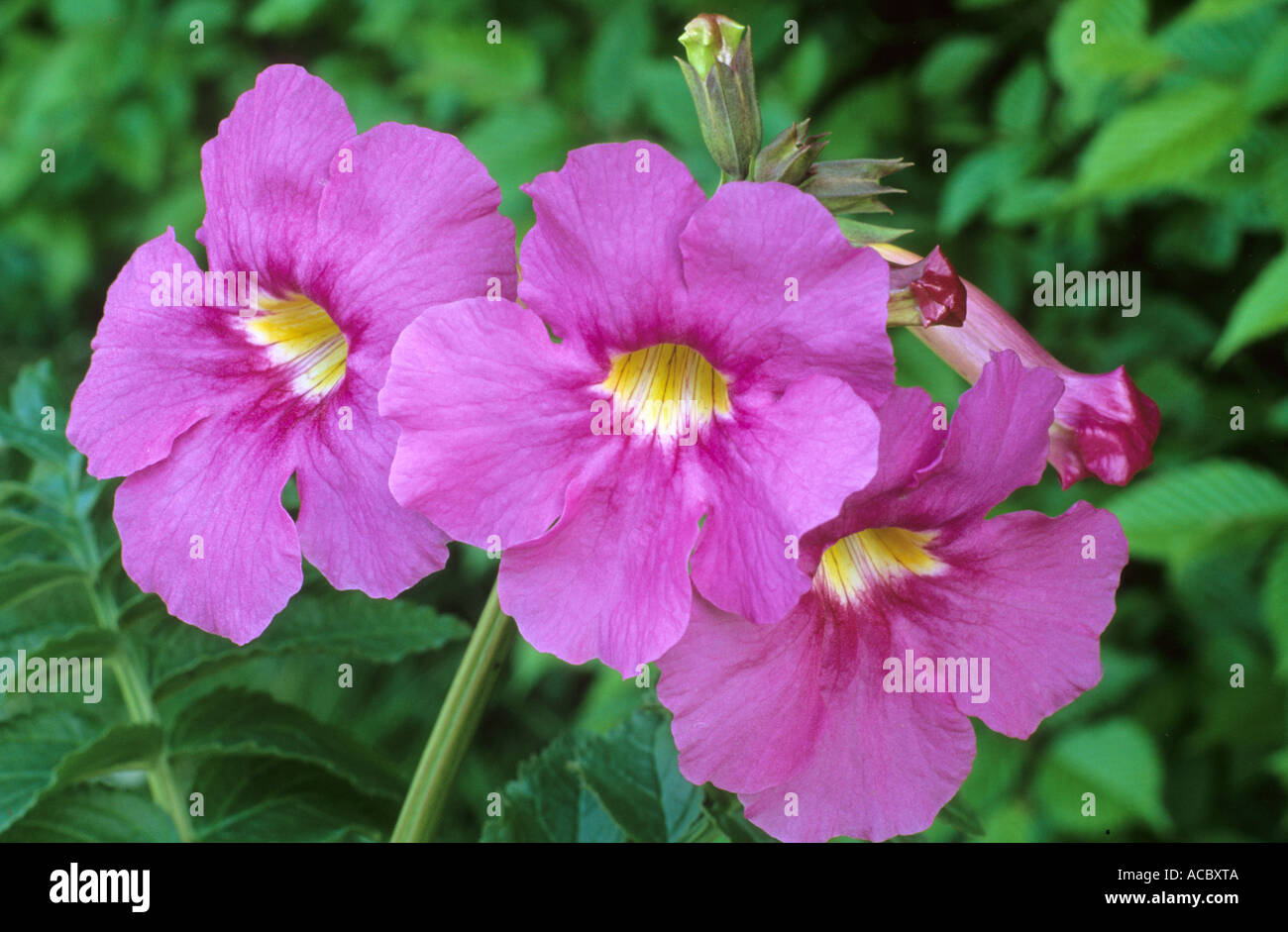 Incarvillea delavayi hi-res stock photography and images - Alamy