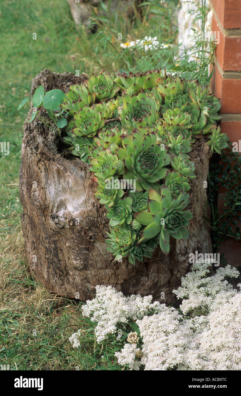 Log Container, succulent Stock Photo - Alamy