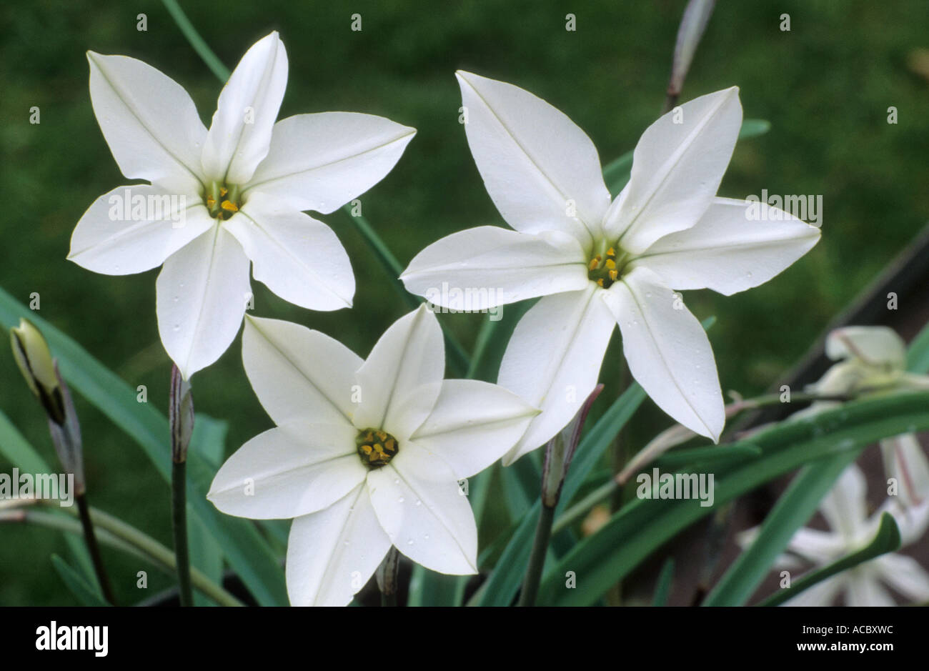 Ipheon hi-res stock photography and images - Alamy