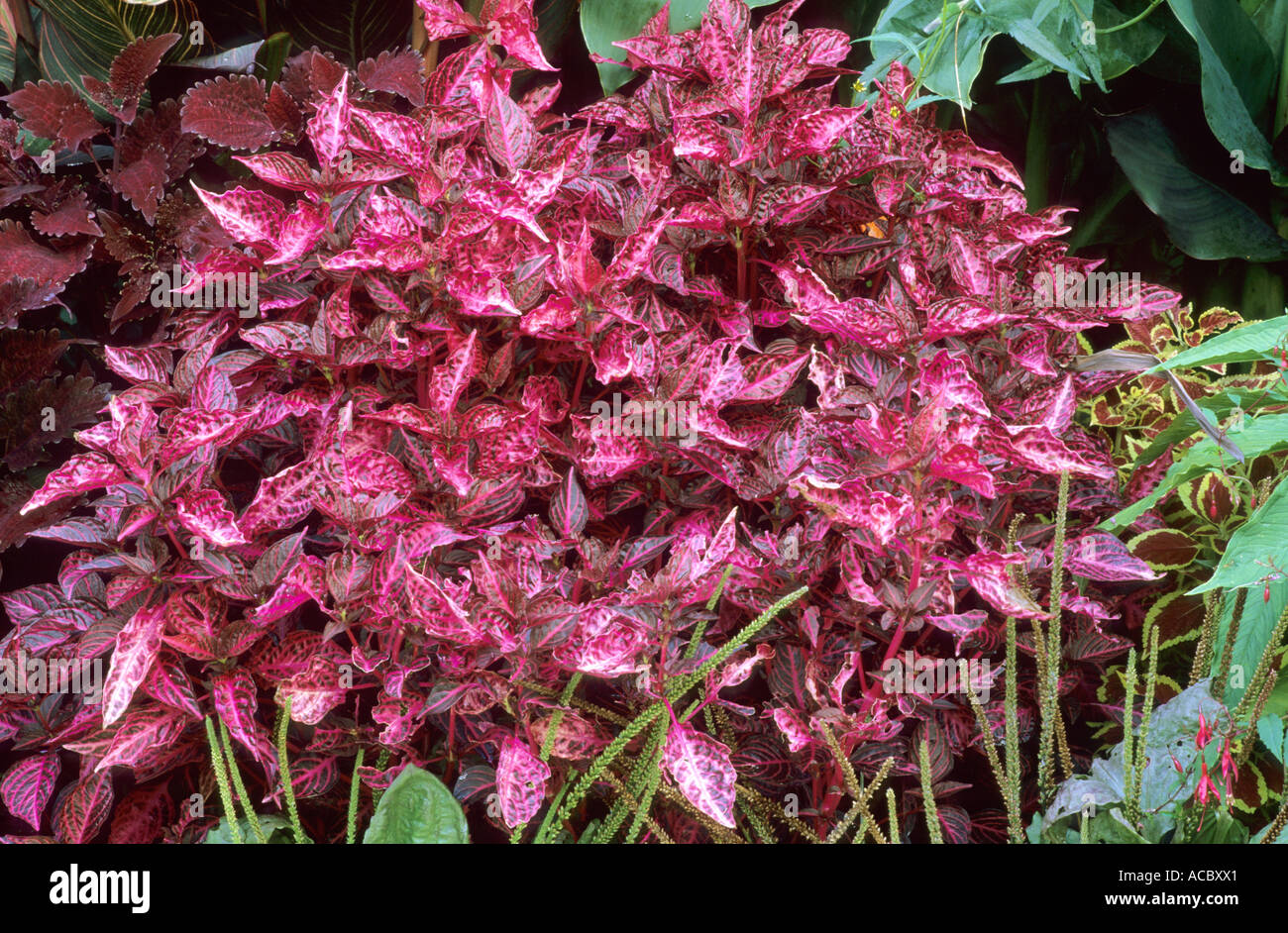 Iresine hi-res stock photography and images - Alamy