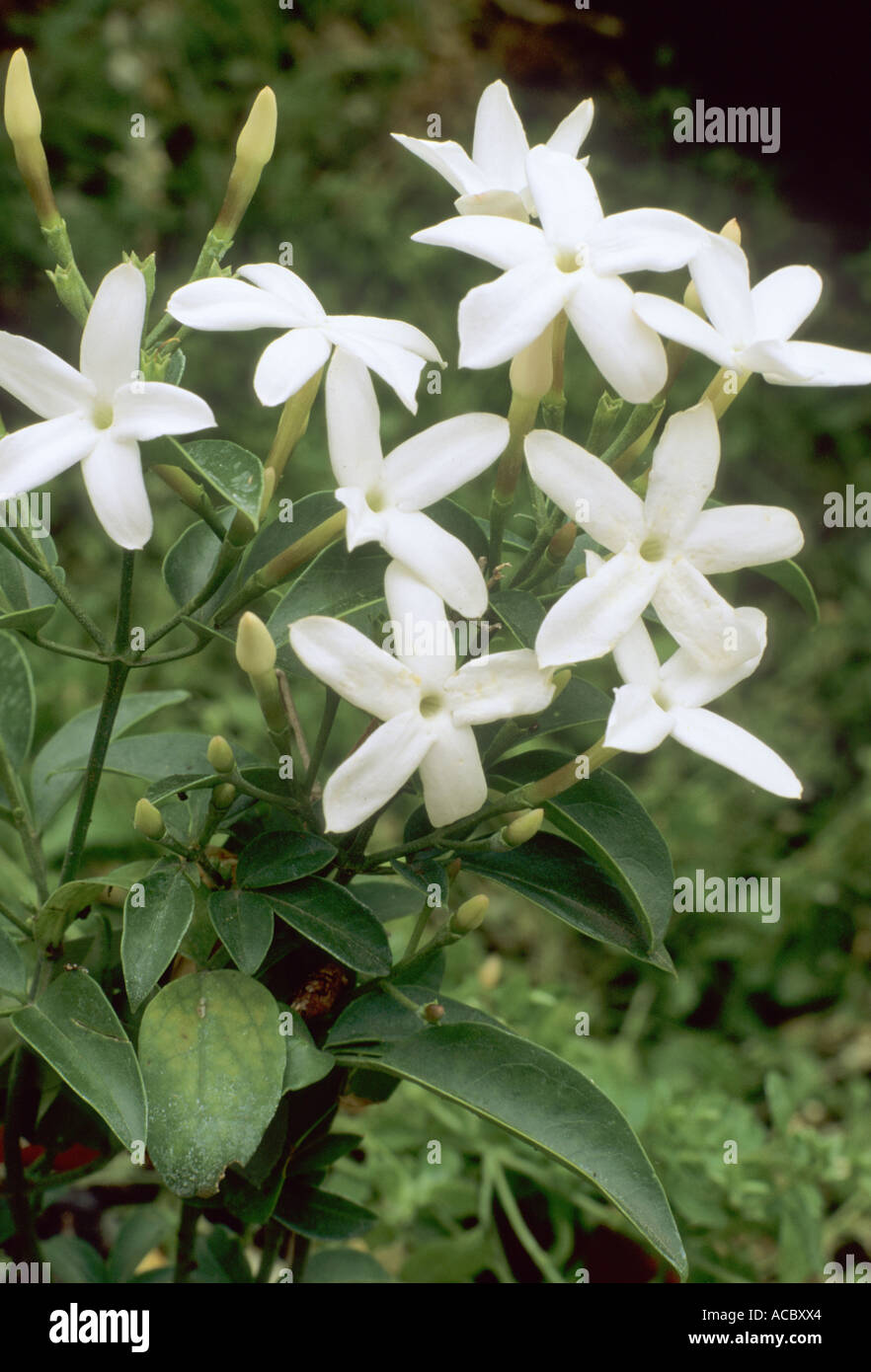 Jasminum angulare hi-res stock photography and images - Alamy